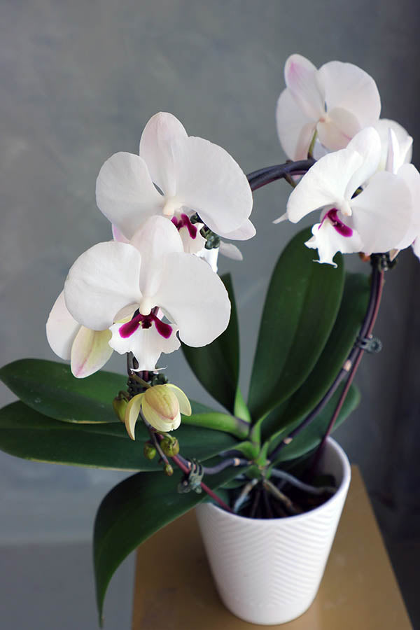 Infinity Orchids – Nectar Flowers Ottawa