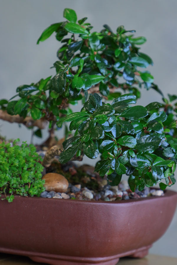Fukien Tea Bonsai – Blooming Bonsai Available in Ottawa