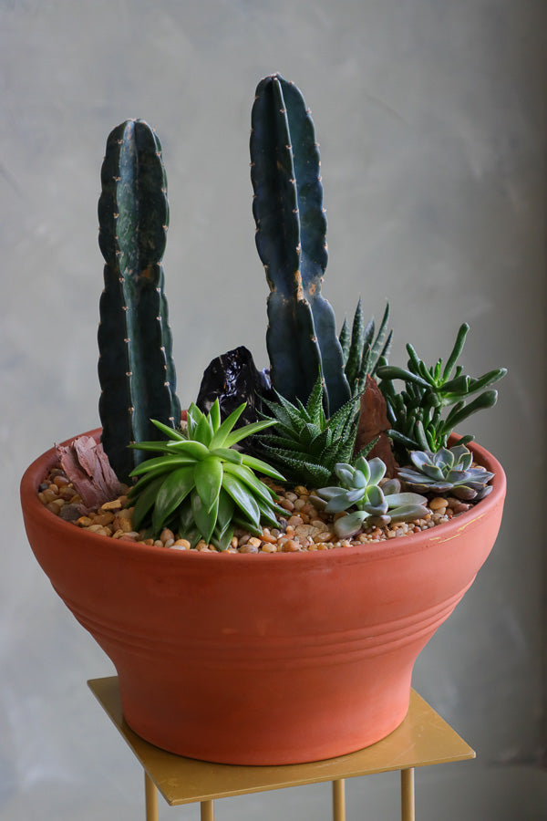 Desert Bloom Garden – Succulent & Cactus Mix | Ottawa Delivery – Nectar ...